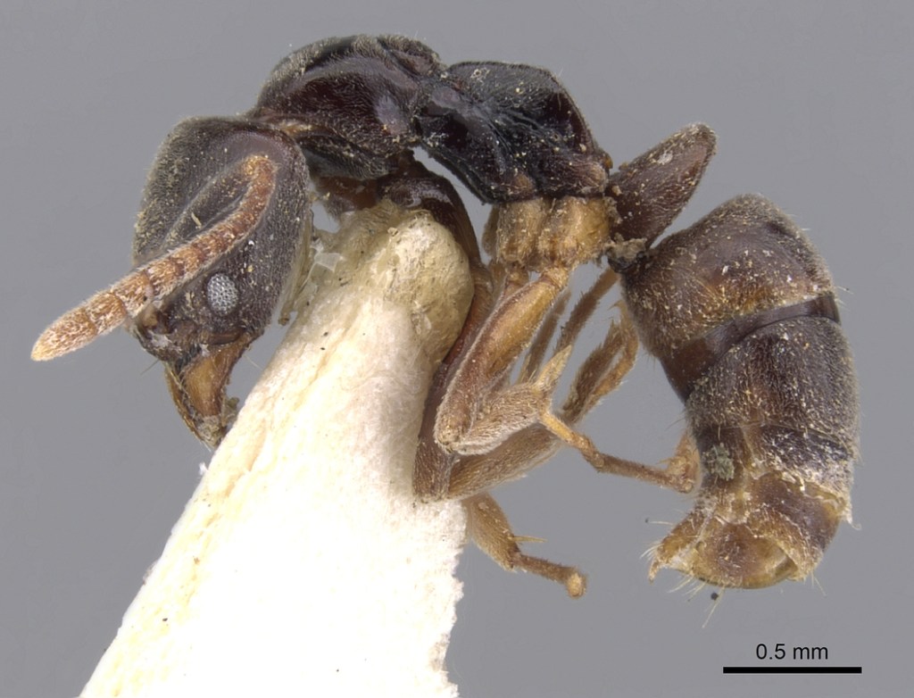 The Ants of Christmas Island – The Daily Ant