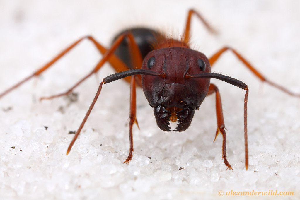 On Ant Spit – The Daily Ant