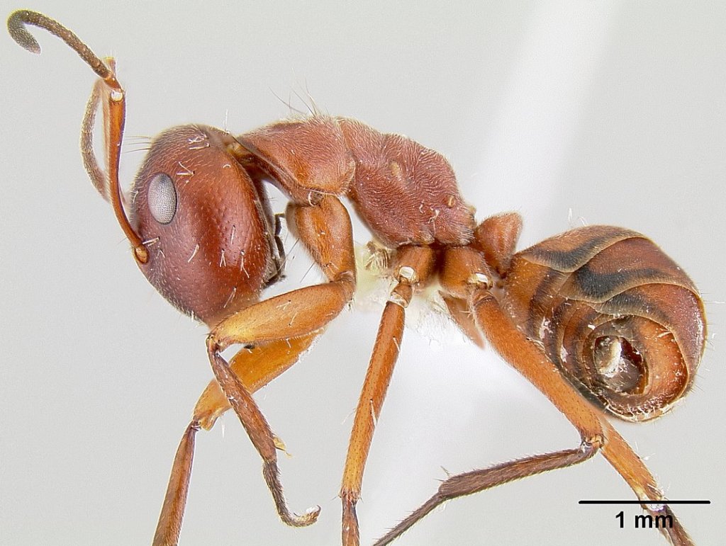 The Exploding Ants of Borneo – The Daily Ant