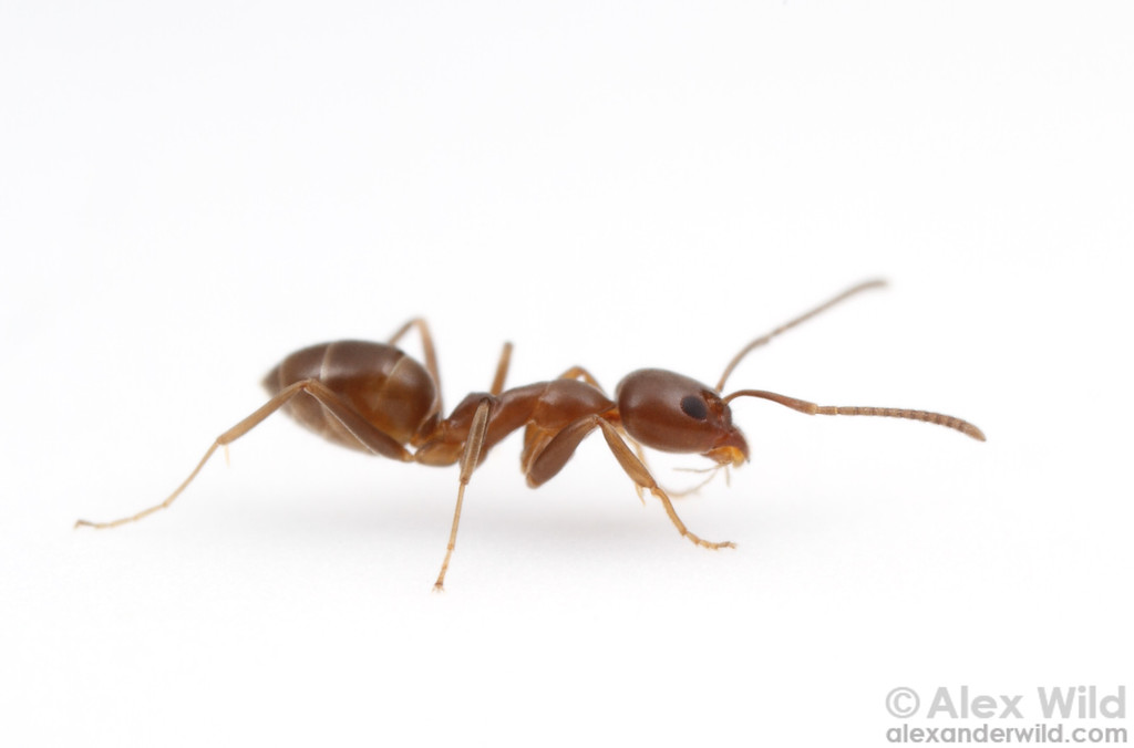 Ants Excel in Invasion – The Daily Ant