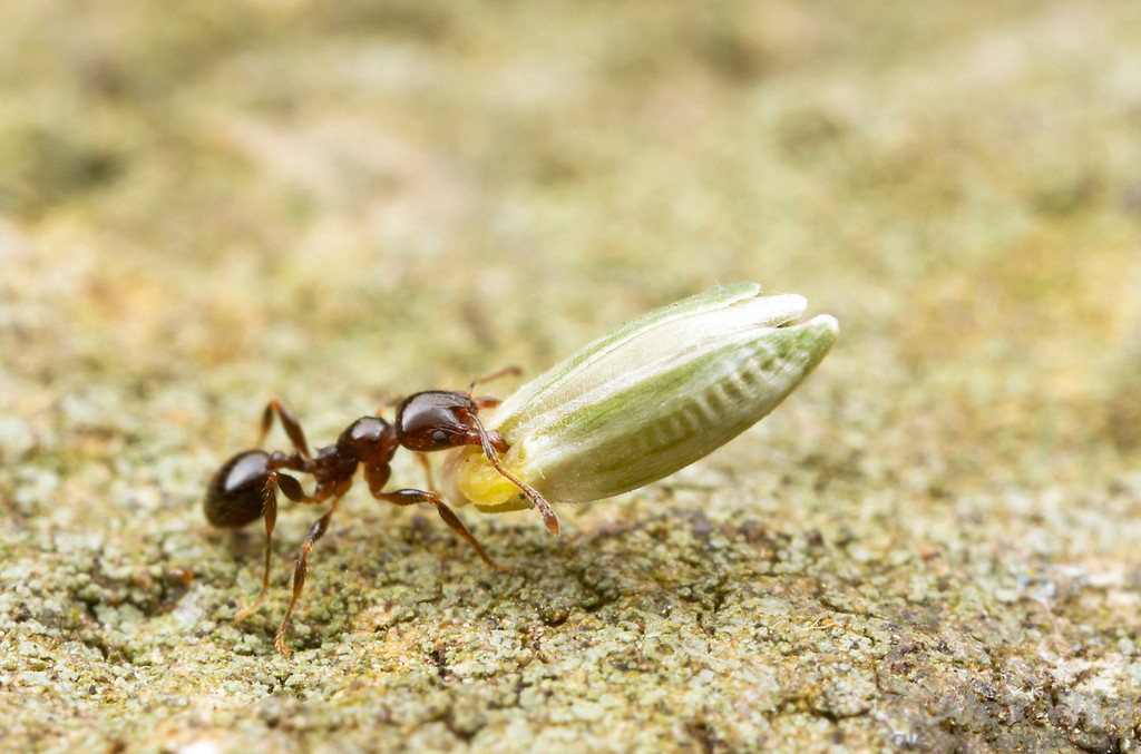 Big-Headed Ants and Their Big Heads – The Daily Ant