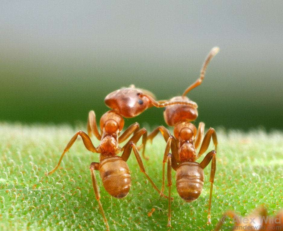 Phosphorus Pumps Up Dominant Ants – The Daily Ant