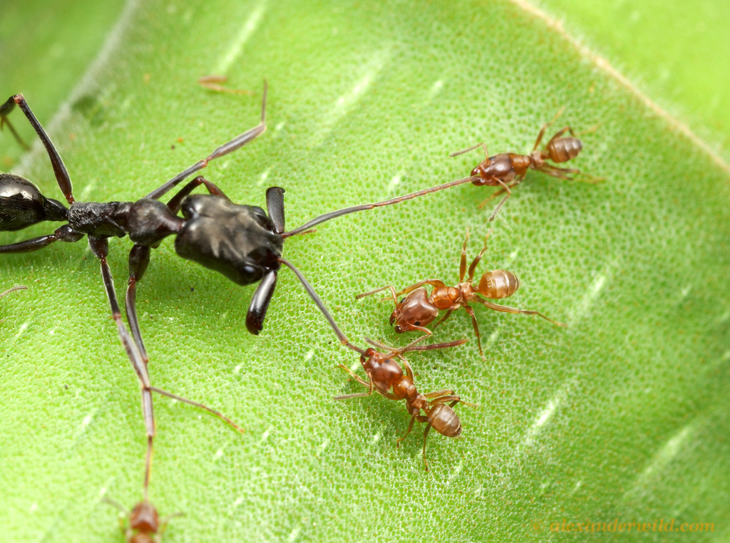 Philosophy Phriday: Ants and the Problem of Evil – The Daily Ant