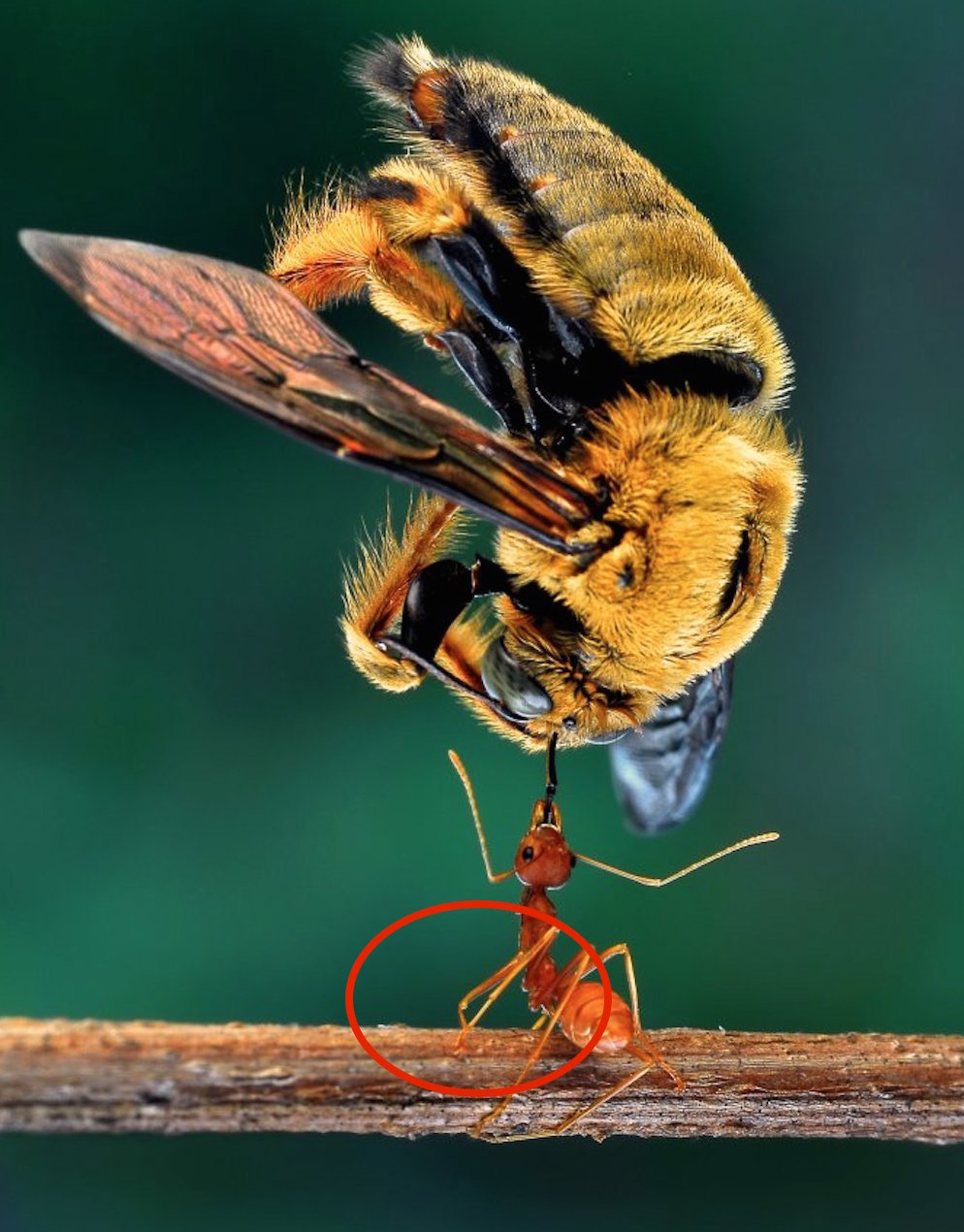 Anternative Facts: Fake Photo Goes Viral – The Daily Ant