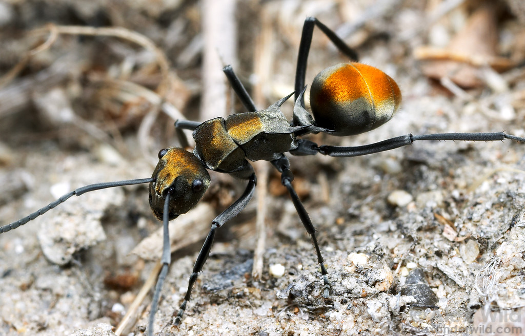 Public Service Announcemant – The Daily Ant