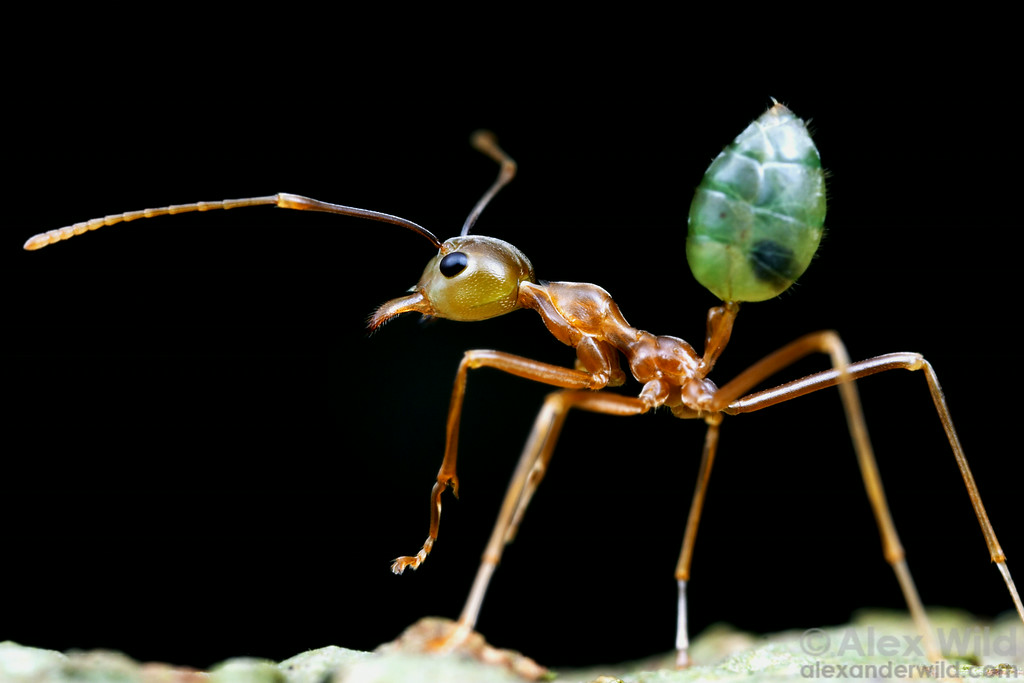 Ant Poop – The Daily Ant