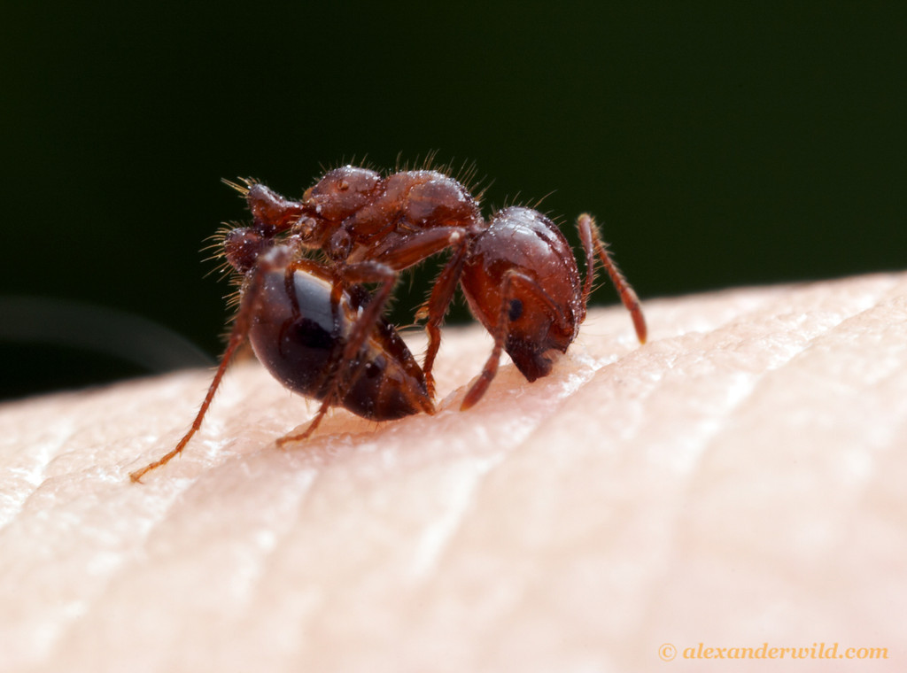 Philosophy Phriday: Antropology – The Daily Ant