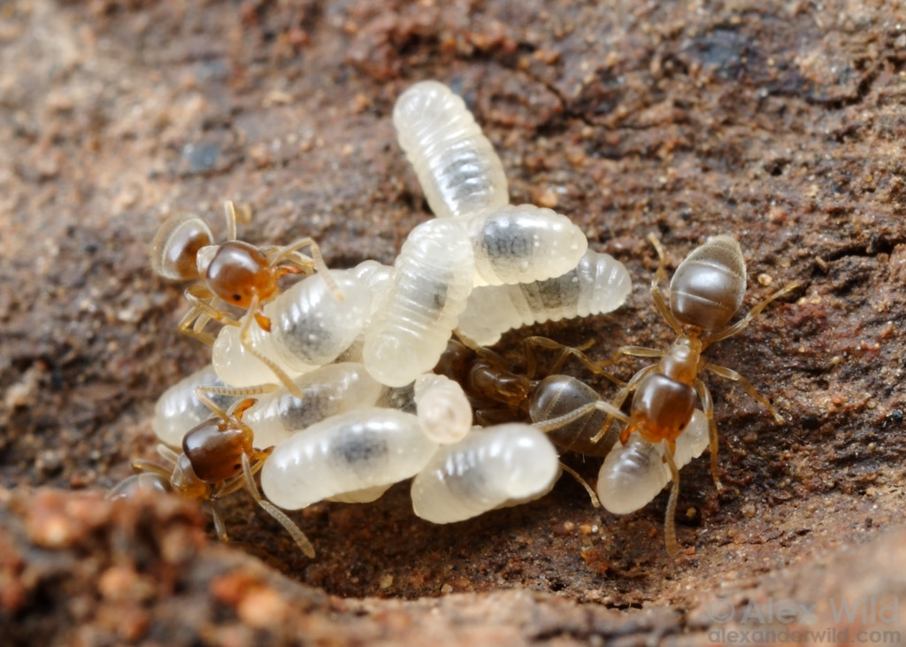 Ant Babies and Their Superpowers – The Daily Ant