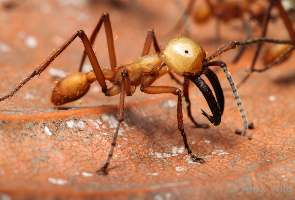 Philosophy Phriday: Unity and Antnihilation – The Daily Ant