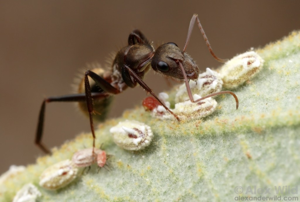 Philosophy Phriday: The Formicid Mystique – The Daily Ant
