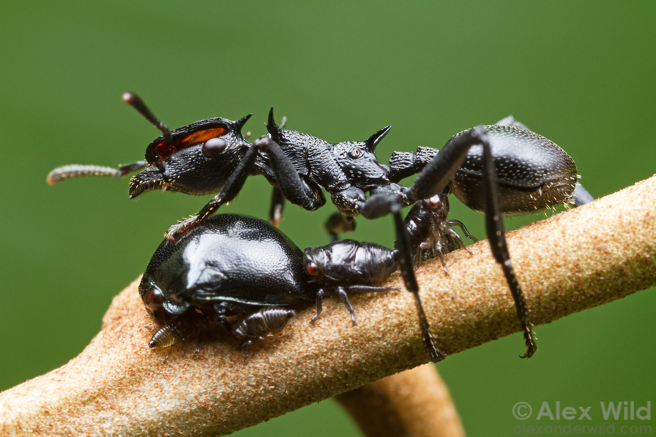 When it Takes Guts to Take Up Nitrogen – The Daily Ant