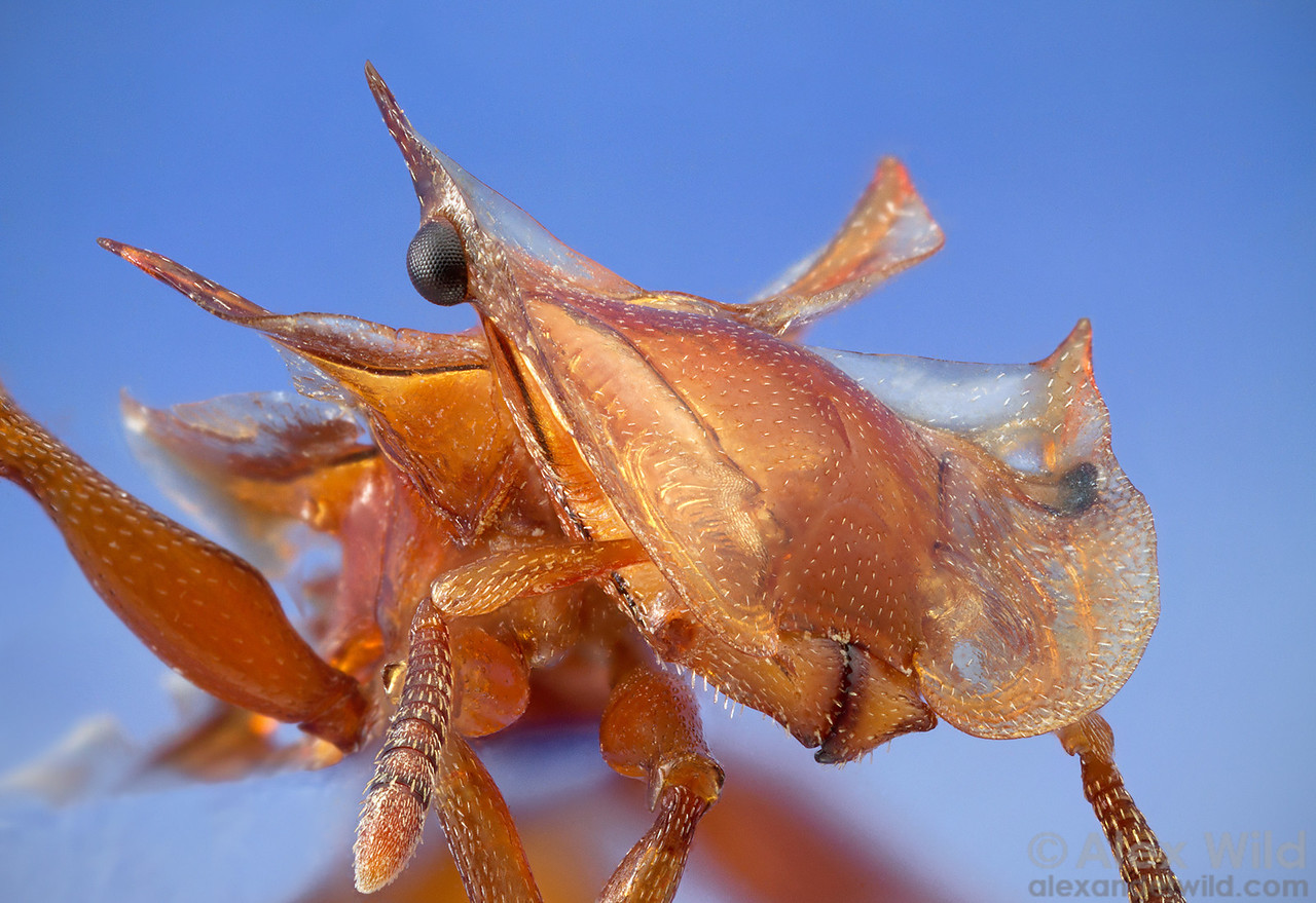 When it Takes Guts to Take Up Nitrogen – The Daily Ant