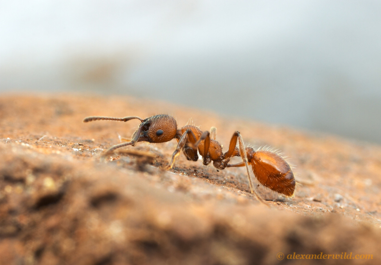 The Early Ant Gets the Canned Sardine with Oil – The Daily Ant