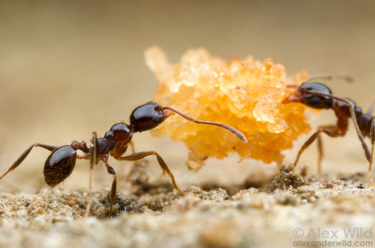 The Early Ant Gets the Canned Sardine with Oil – The Daily Ant
