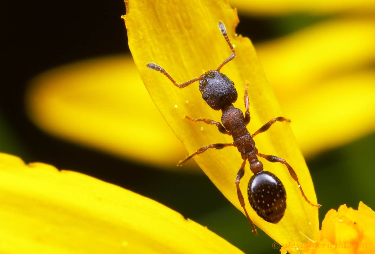 Philosophy Phriday: Anty-Nesting and Anty-Combination – The Daily Ant