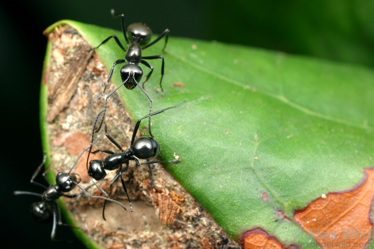 Social Insect Distancing – Ep. 8: Silk Weaving – The Daily Ant