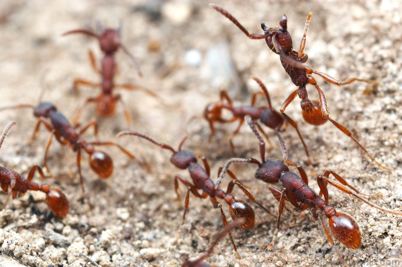 Social Insect Distancing – Ep. 10: Nocturnal Ants in Kansas – The Daily Ant