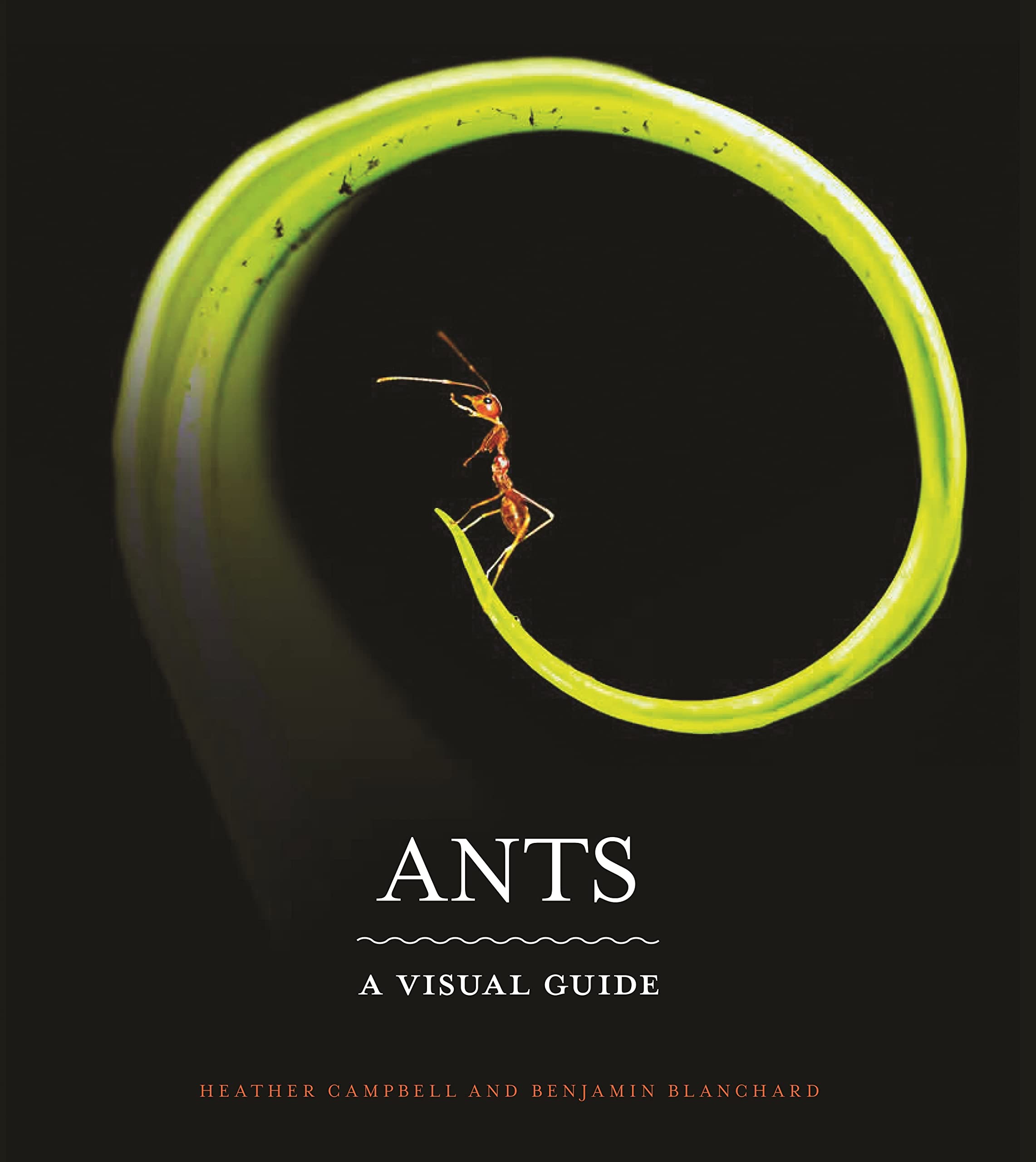 BREAKING: New Ant Book – The Daily Ant