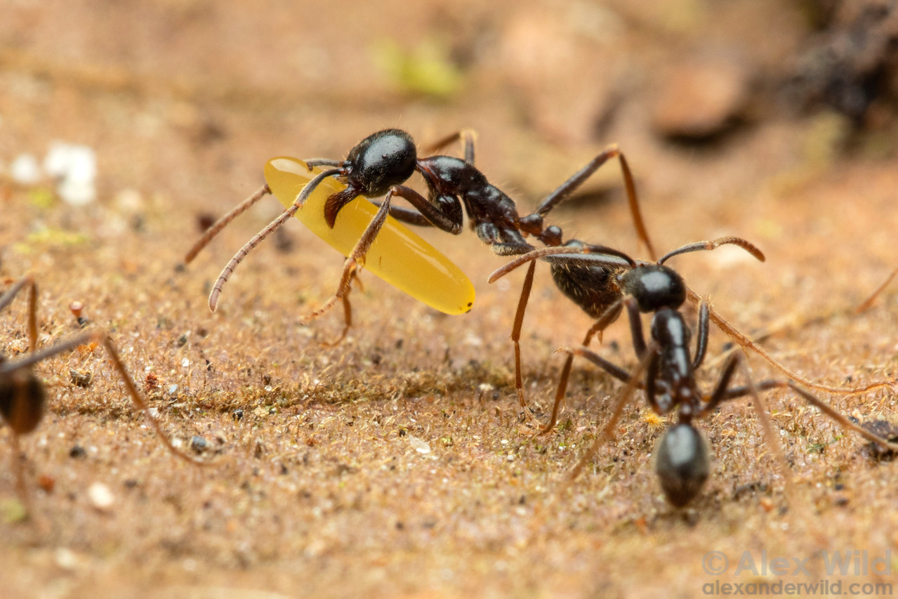 The Spiral of Death – The Daily Ant